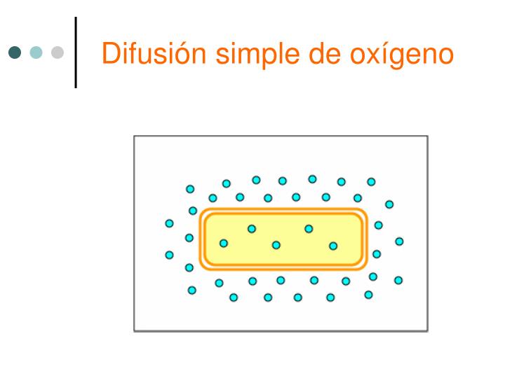 PPT - EL TRANSPORTE CELULAR PowerPoint Presentation - ID:5457011
