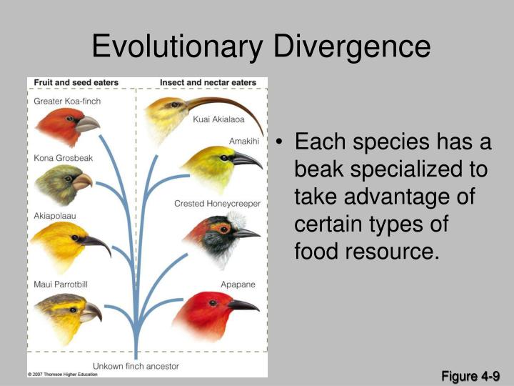 PPT - Evolution and Biodiversity PowerPoint Presentation - ID:5457354