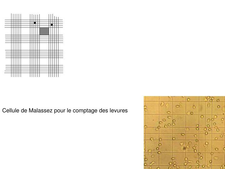 PPT - Observation de bactéries Gram+ et Gram- PowerPoint Presentation - ID:5457376