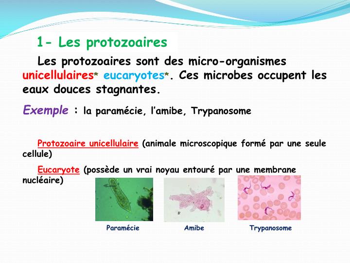 PPT - Diversité du monde microbien PowerPoint Presentation - ID:5457421