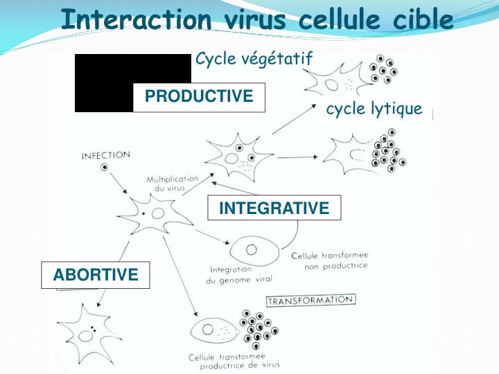 PPT - Diversité des microbes PowerPoint Presentation - ID:5457446