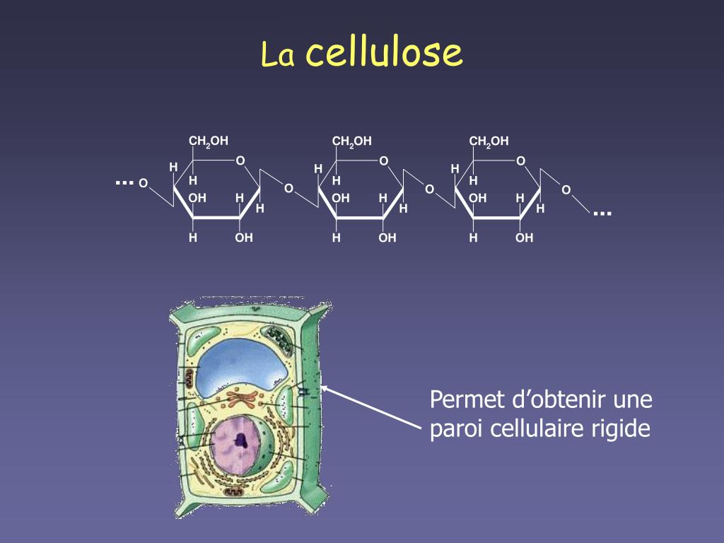 PPT - Les métabolites végétaux sont les molécules issues du métabolisme ...