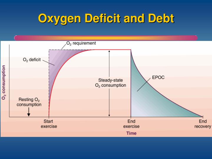 PPT - More Basics in Exercise Physiology PowerPoint Presentation - ID ...
