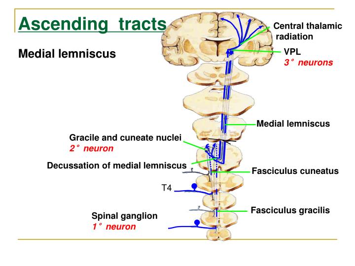 PPT - The brain stem PowerPoint Presentation - ID:5459334
