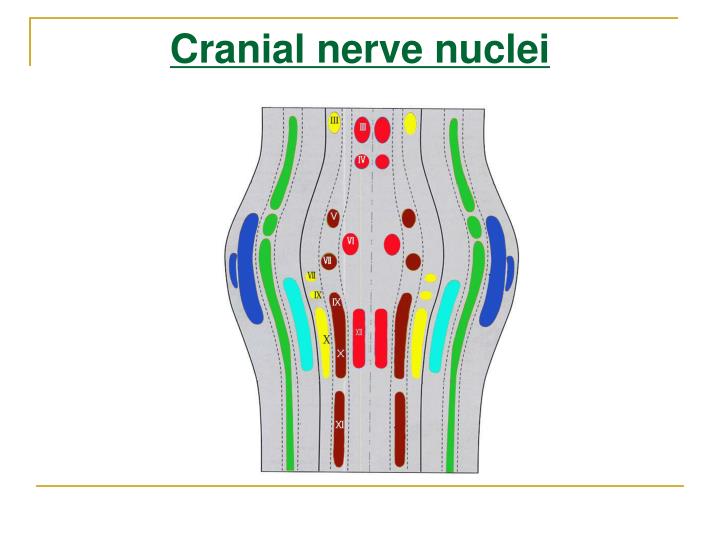 PPT - The brain stem PowerPoint Presentation - ID:5459334