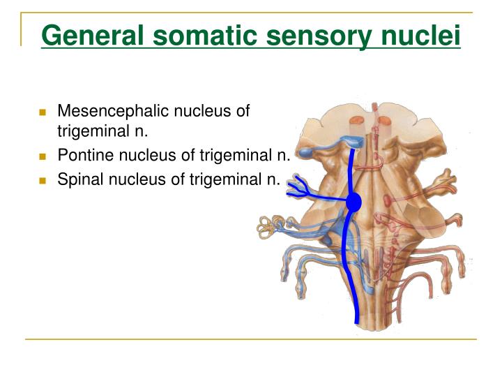 PPT - The brain stem PowerPoint Presentation - ID:5459334