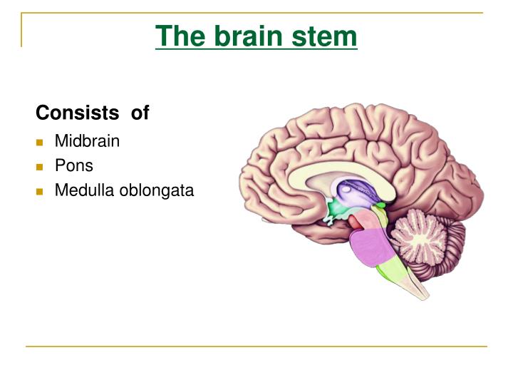 PPT - The brain stem PowerPoint Presentation - ID:5459334