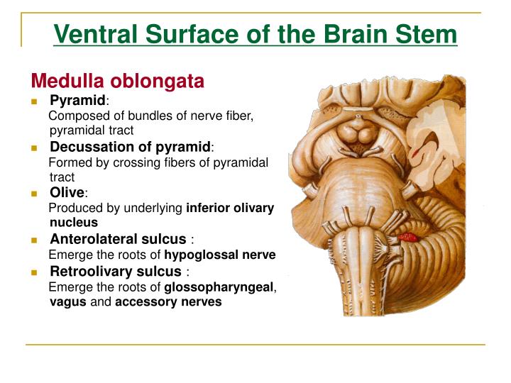 PPT - The brain stem PowerPoint Presentation - ID:5459334