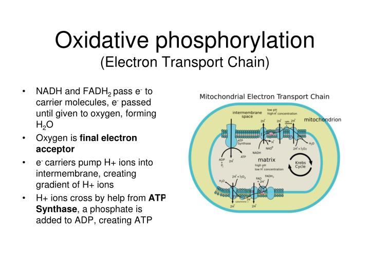 PPT - Photosynthesis and Cellular Respiration PowerPoint Presentation ...