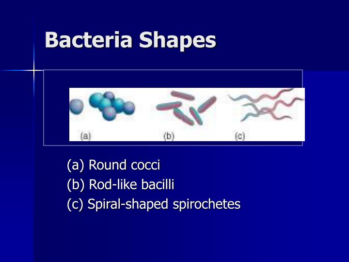 PPT - Antibiotics PowerPoint Presentation - ID:5465540