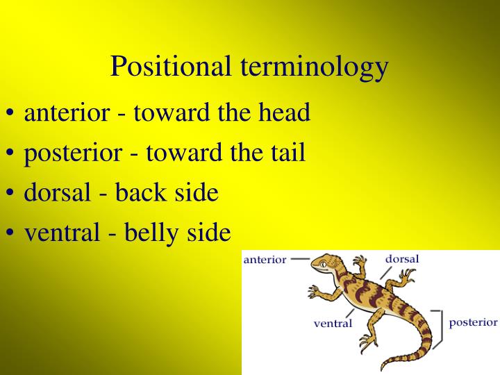 PPT - Chapter 22 PowerPoint Presentation - ID:5465797