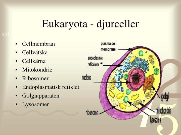 Lysosomer