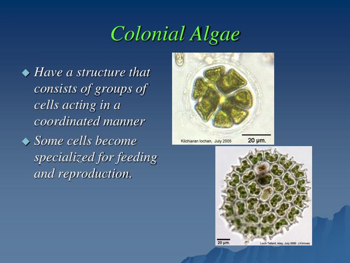 PPT - Kingdom Protista PowerPoint Presentation - ID:5466311