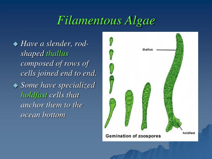 PPT - Kingdom Protista PowerPoint Presentation - ID:5466311
