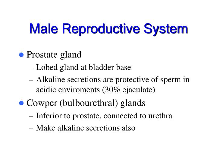 PPT - Genitourinary System PowerPoint Presentation - ID:5466398