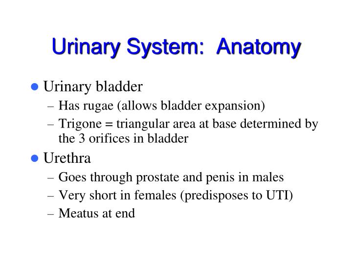 PPT - Genitourinary System PowerPoint Presentation - ID:5466398