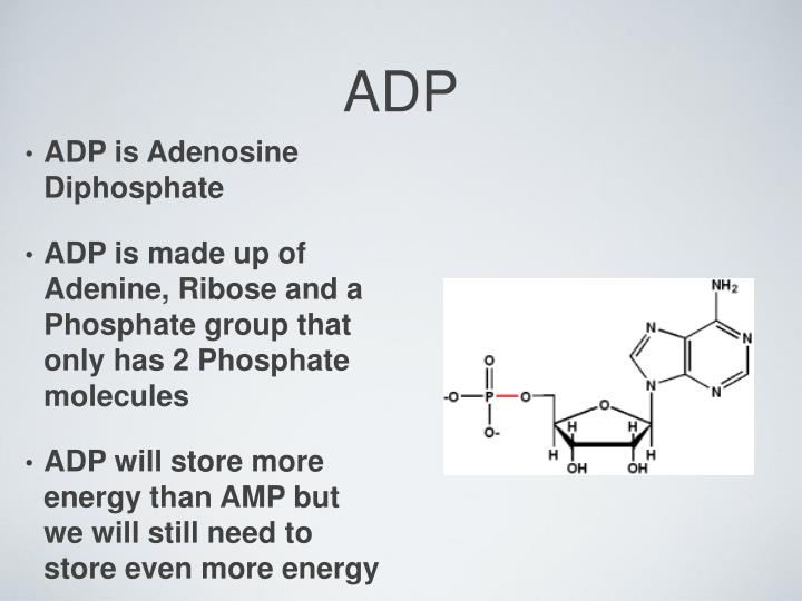 PPT - Energy and Life PowerPoint Presentation - ID:5468954