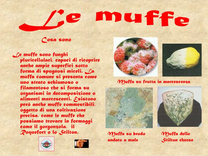 PPT - Il regno dei funghi PowerPoint Presentation - ID:5469726