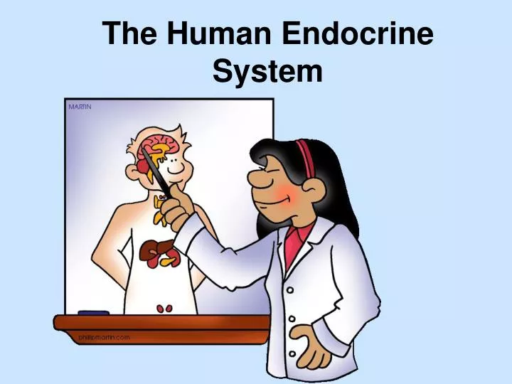 PPT - The Human Endocrine System PowerPoint Presentation, free download ...