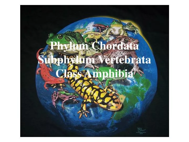 PPT - Phylum Chordata Subphylum Vertebrata Class Amphibia PowerPoint ...