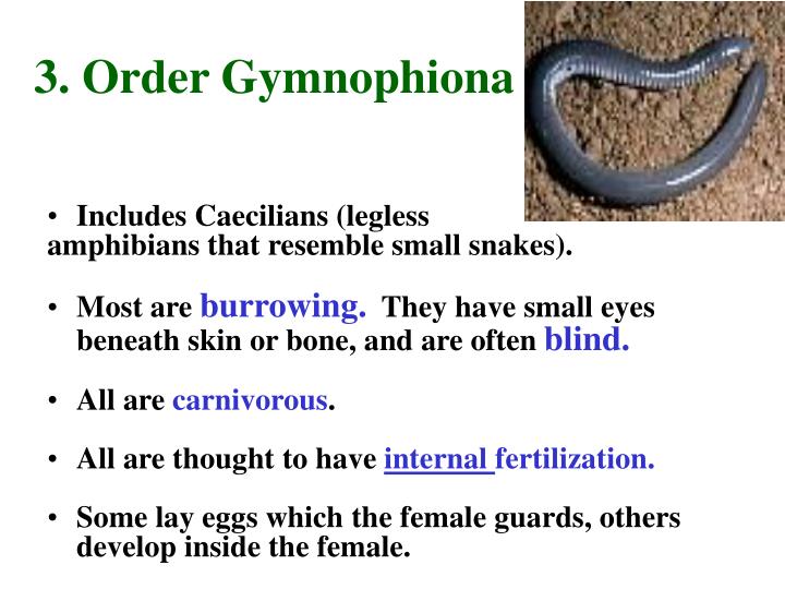 PPT - Class: Amphibians (Chapter 40) The name amphibian means "double ...