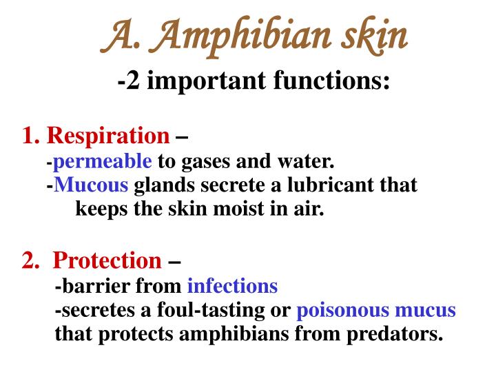 PPT - Class: Amphibians (Chapter 40) The name amphibian means "double ...