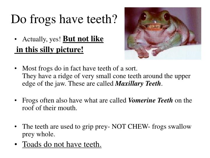 PPT - Class: Amphibians (Chapter 40) The name amphibian means "double ...
