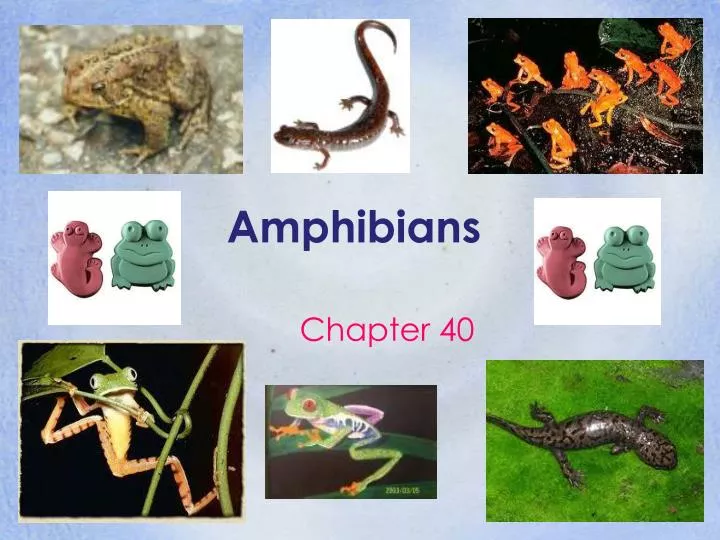 PPT - Amphibians PowerPoint Presentation, free download - ID:5472059