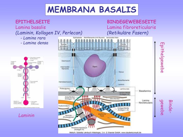 PPT - OBERFLÄCHENEPITHELIEN PowerPoint Presentation - ID:5472165