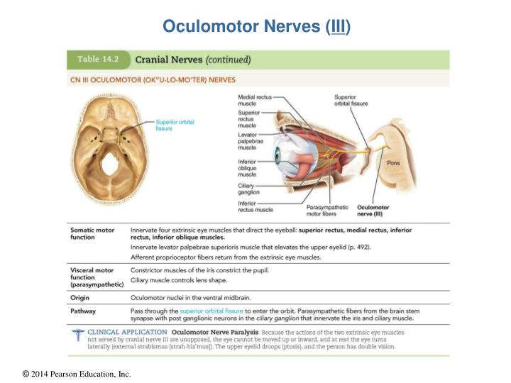 PPT - The Peripheral Nervous System PowerPoint Presentation - ID:5472551