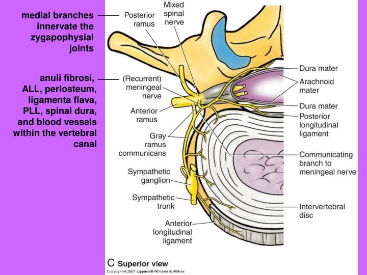PPT - The Spinal Canal and its Contents PowerPoint Presentation - ID ...