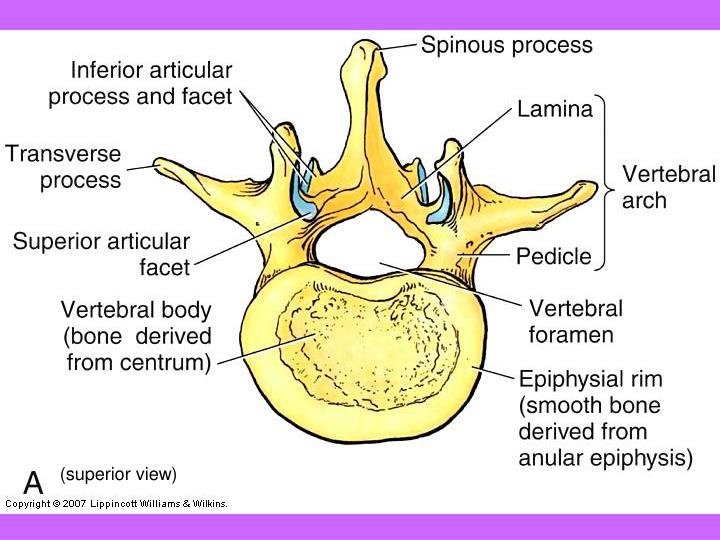 PPT - The Spinal Canal and its Contents PowerPoint Presentation - ID ...
