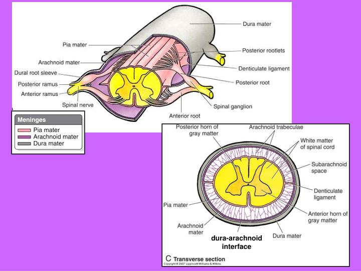 PPT - The Spinal Canal and its Contents PowerPoint Presentation - ID ...