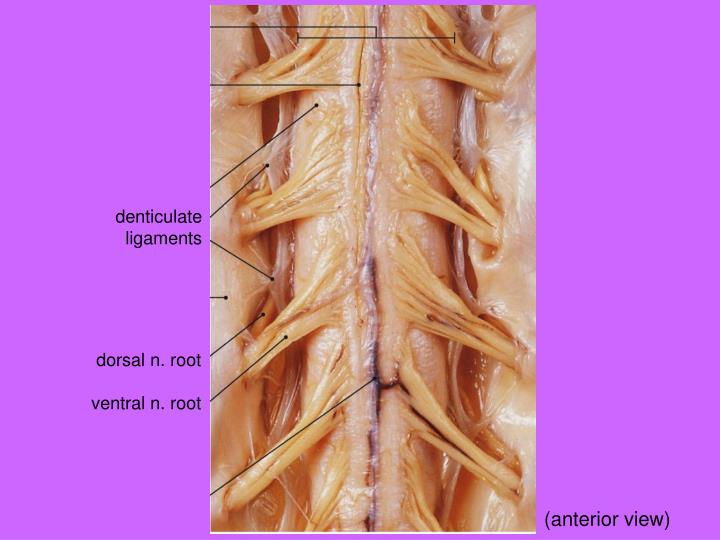 Ligamenta Denticulata