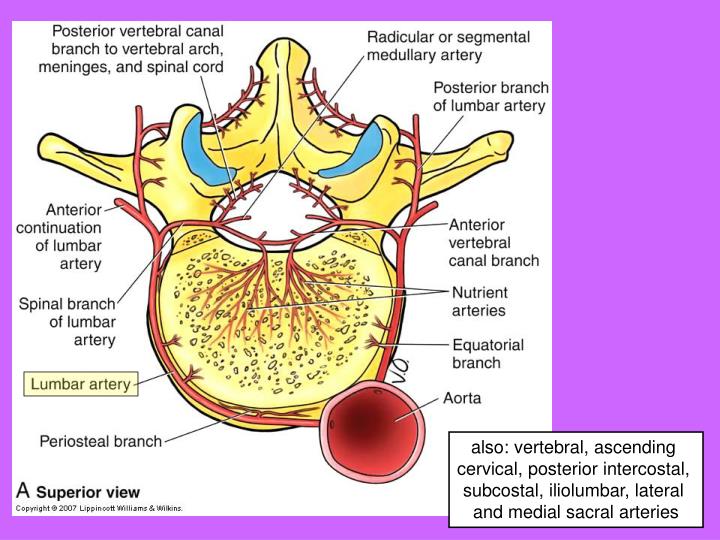 Vertebral Canal