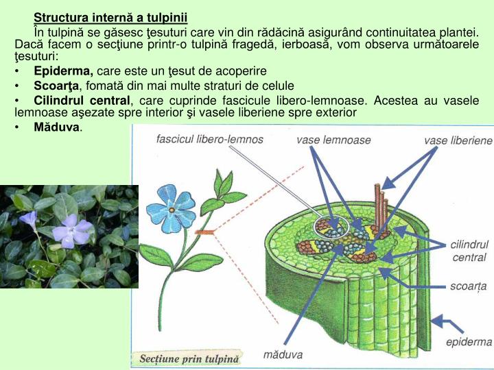 PPT - Organele plantei PowerPoint Presentation - ID:5473413