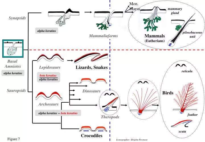 PPT - Basal Amniotes PowerPoint Presentation, free download - ID:5473755
