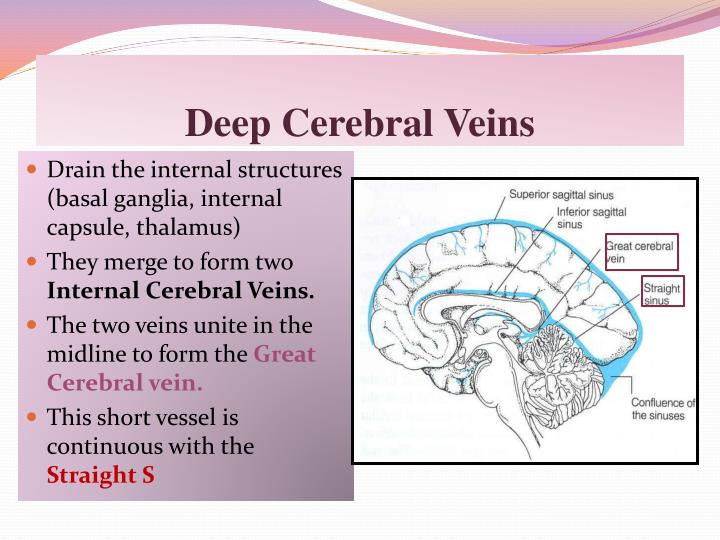 PPT - CEREBRAL BLOOD CIRCULATION PowerPoint Presentation - ID:5474631