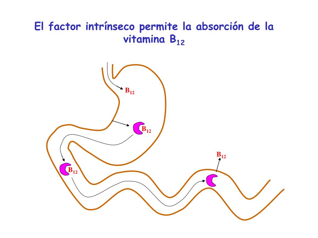 PPT - SISTEMA DIGESTIVO Generalidades del aparato digestivo Motilidad ...