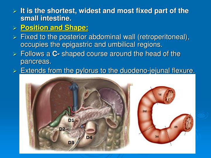 PPT - Duodenum PowerPoint Presentation - ID:5474991