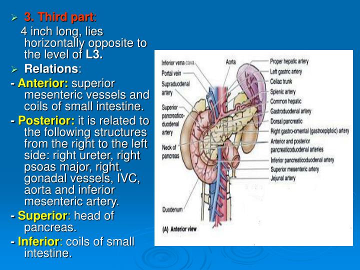 PPT - Duodenum PowerPoint Presentation - ID:5474991