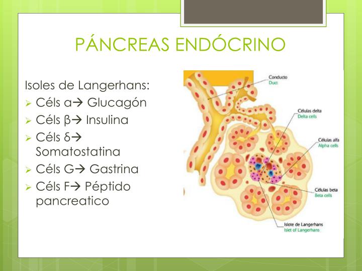 PPT - ANATOMÍA Y FISIOLOGÍA DEL PÁNCREAS PowerPoint Presentation - ID ...