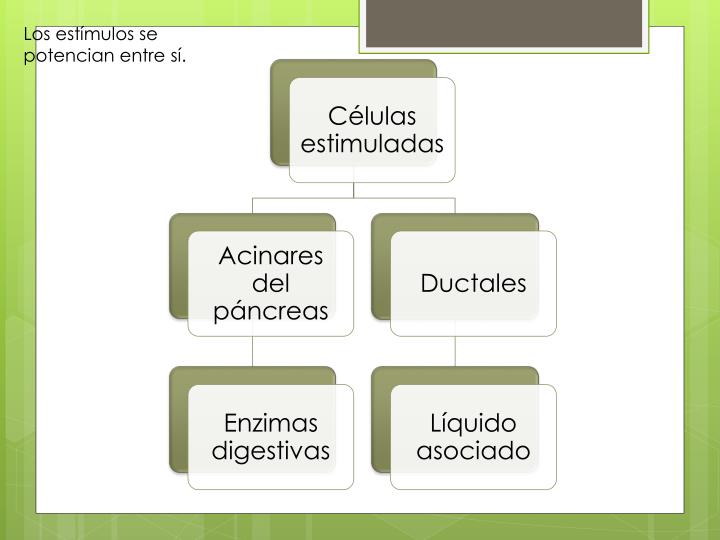 PPT - ANATOMÍA Y FISIOLOGÍA DEL PÁNCREAS PowerPoint Presentation - ID ...