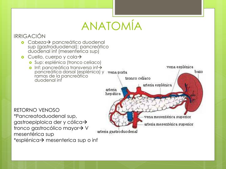 PPT - ANATOMÍA Y FISIOLOGÍA DEL PÁNCREAS PowerPoint Presentation - ID ...