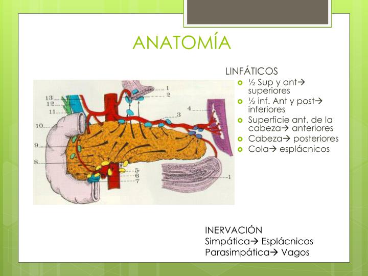 PPT - ANATOMÍA Y FISIOLOGÍA DEL PÁNCREAS PowerPoint Presentation - ID ...