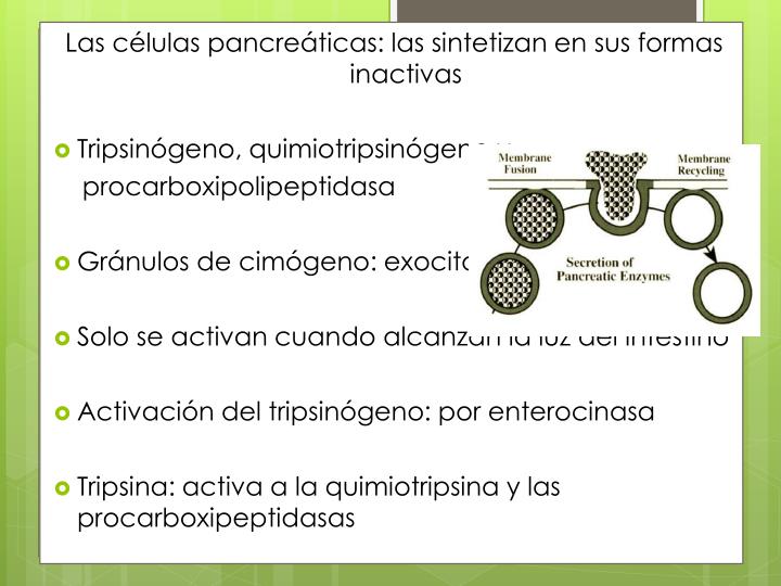 PPT - ANATOMÍA Y FISIOLOGÍA DEL PÁNCREAS PowerPoint Presentation - ID ...