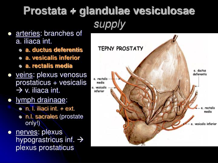PPT - Male genital system Systema genitalium masculinum Morphology ...