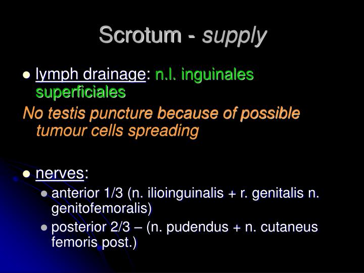 PPT - Male genital system Systema genitalium masculinum Morphology ...