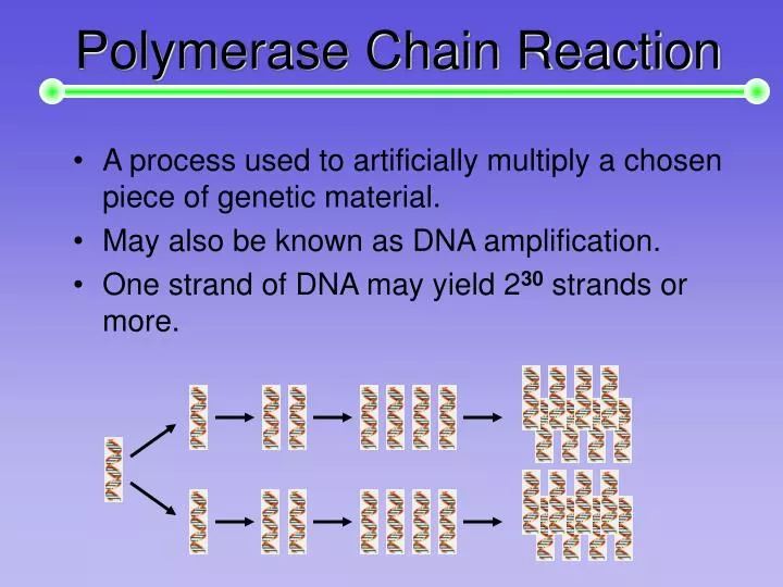 PPT - Polymerase Chain Reaction PowerPoint Presentation, free download ...