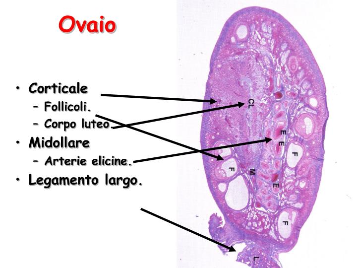 PPT - Apparato Riproduttivo Femminile PowerPoint Presentation - ID:5475948